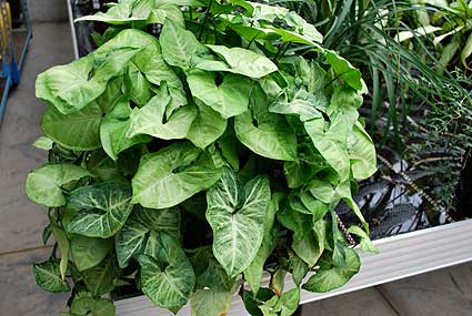 gardening for you: The Syngonium